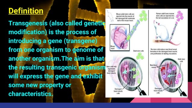 Transgenic organisms and methods of their production. | PPT