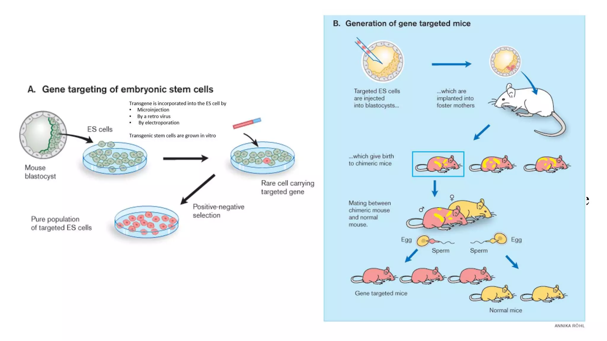Transgenic organisms in innfectious diseases research | PPTX
