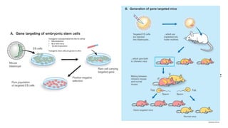 Transgenic organisms in innfectious diseases research | PPT