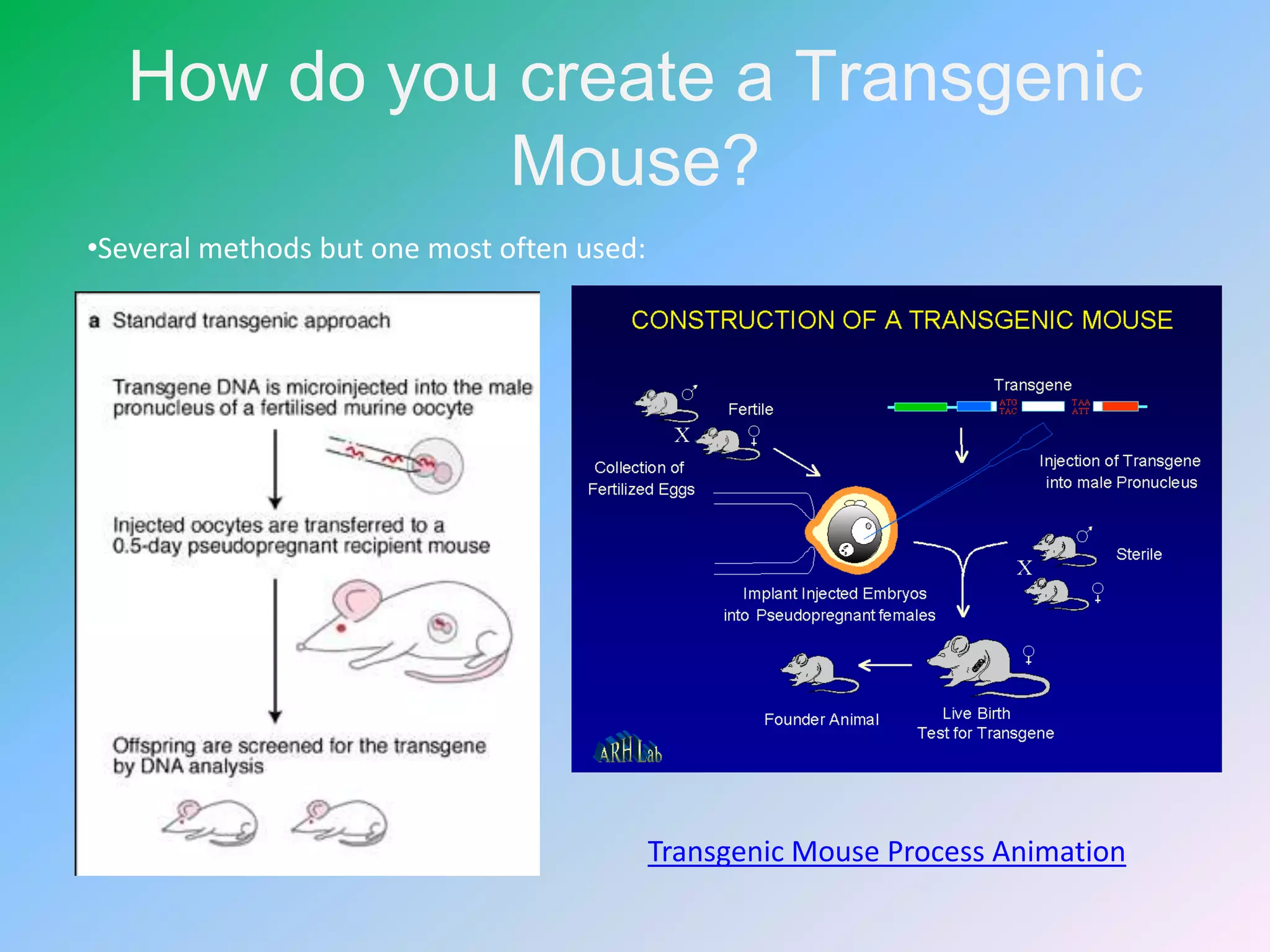 Transgenic organisms powerpoint | PPT