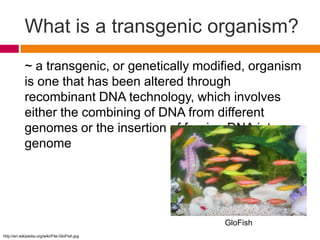 Transgenic organismspp | PPTX