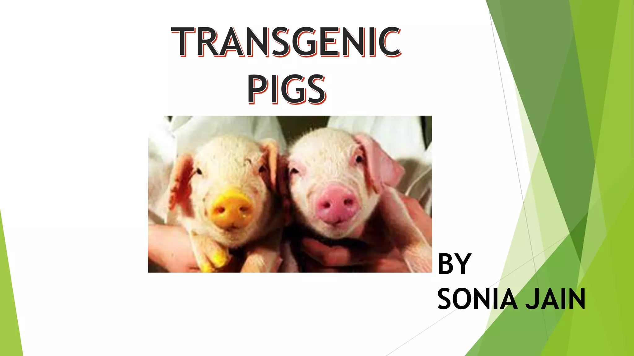 Transgenic pig | PPTX