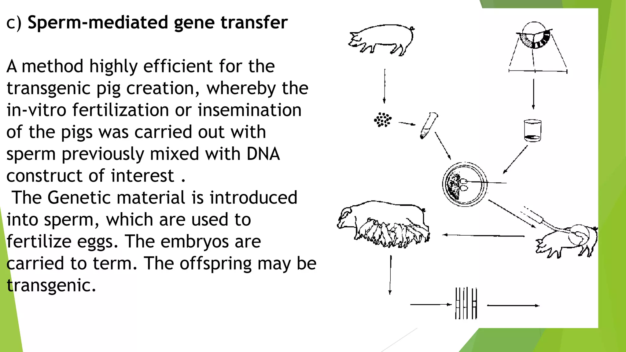 Transgenic pig | PPTX
