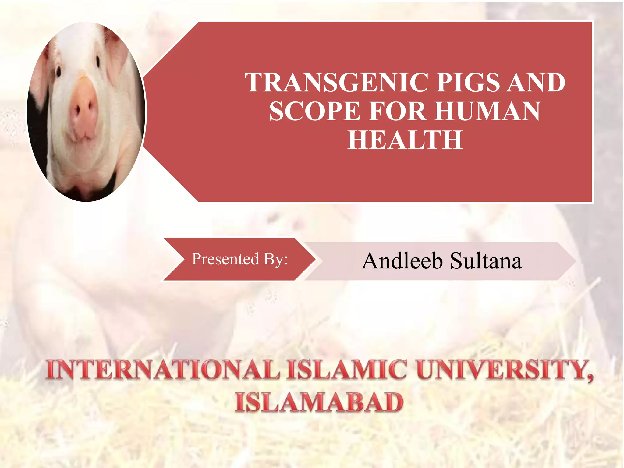 Transgenic pigs | PPT