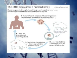 Transgenic pigs | PPTX
