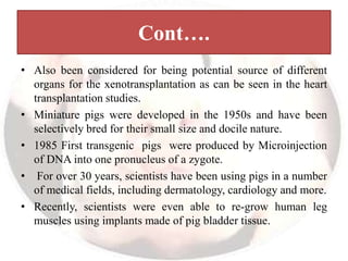 Transgenic pigs | PPTX
