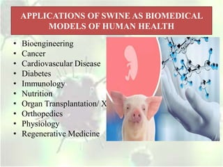 Transgenic pigs | PPTX