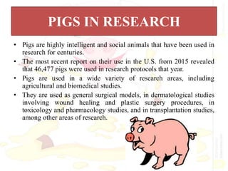 Transgenic pigs | PPT