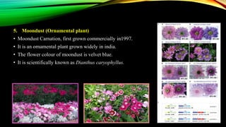 Transgenic plant | PPTX
