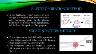 Transgenic plant | PPTX