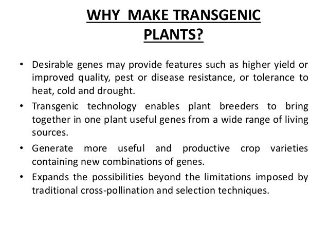 Examples Of Transgenic Crops