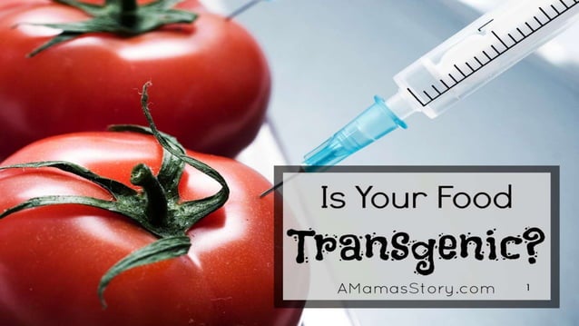 Transgenic plants and their Application | PPTX | Biotech and Biomedical ...