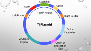 Transgenic plants and their Application | PPTX