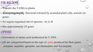 Transgenic plants and their Application | PPTX