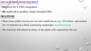 Transgenic plants and their Application | PPTX