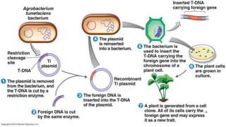 Transgenic plants and their Application | PPTX