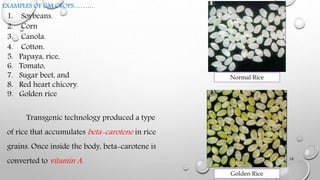 Transgenic plants and their Application | PPTX