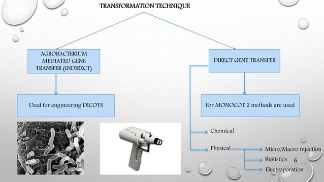 Transgenic plants and their Application | PPTX | Biotech and Biomedical ...