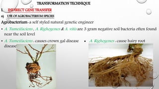 Transgenic plants and their Application | PPTX