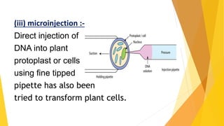 Transgenic plants | PPTX | Agriculture | Industries