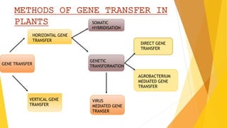 Transgenic plants | PPTX | Agriculture | Industries