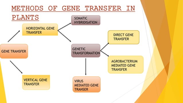 Transgenic plants | PPTX | Agriculture | Industries