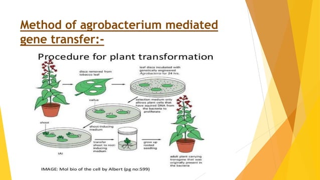 Transgenic plants | PPTX | Agriculture | Industries