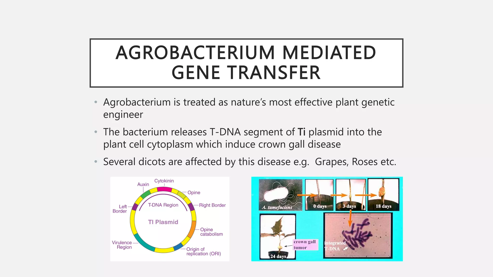 Transgenic Plants.pptx