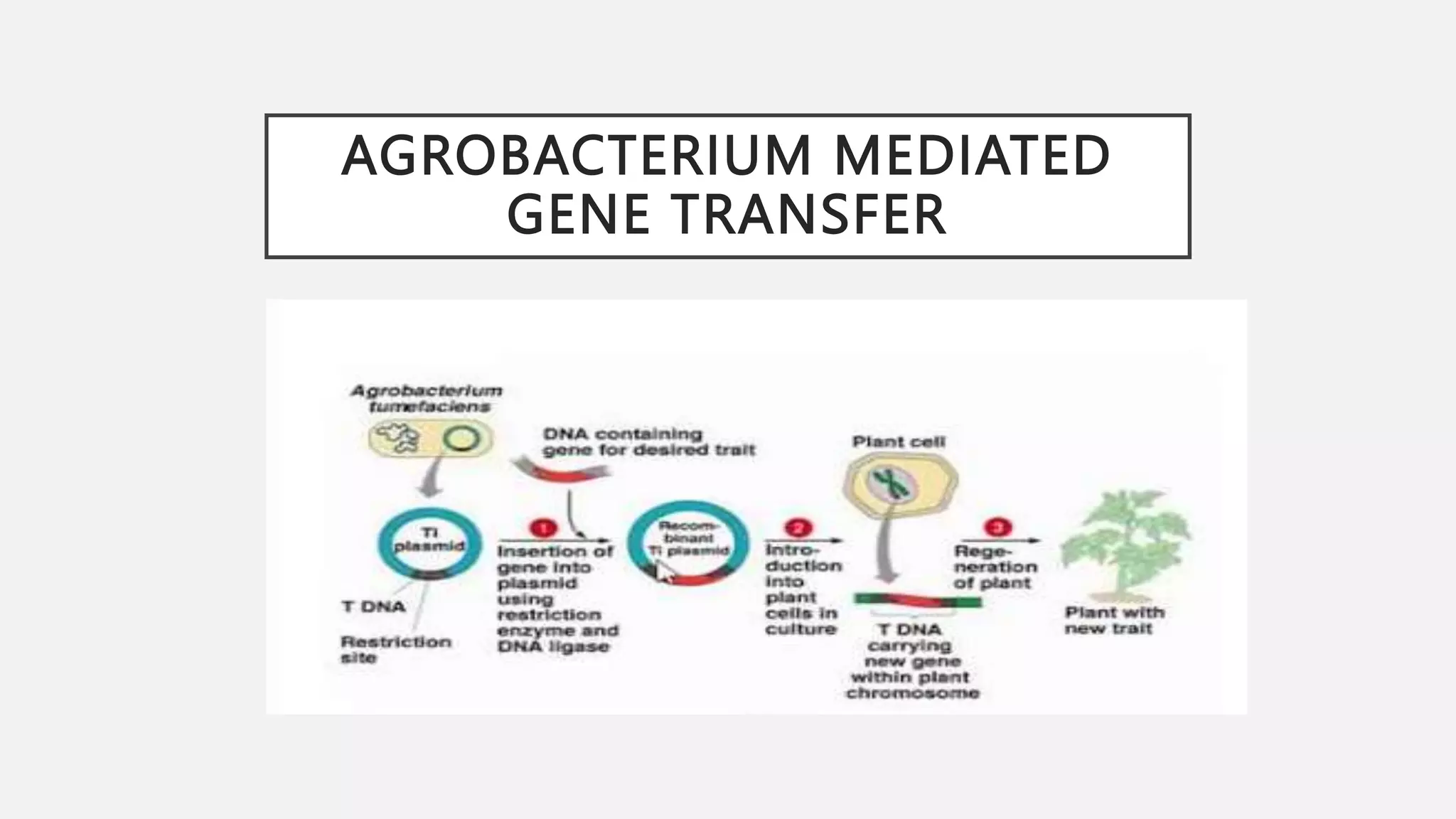 Transgenic Plants.pptx