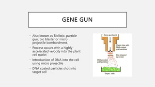 Transgenic Plants.pptx