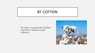 Transgenic Plants.pptx