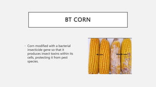 Transgenic Plants.pptx