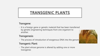 Transgenic Plants.pptx | Biotech and Biomedical Industry | Industries