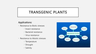 Transgenic Plants.pptx