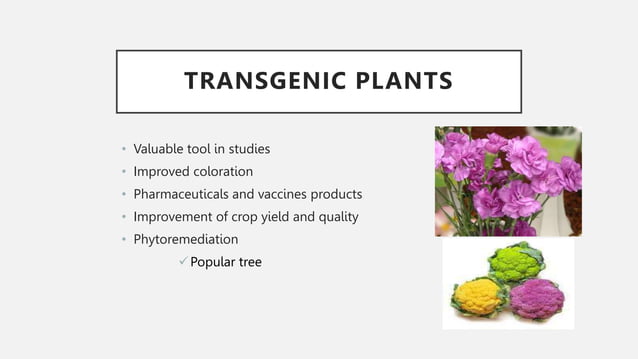 Transgenic Plants.pptx