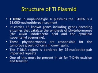 transgenic_plants.ppt