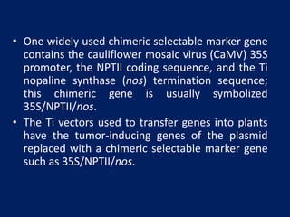 transgenic_plants.ppt