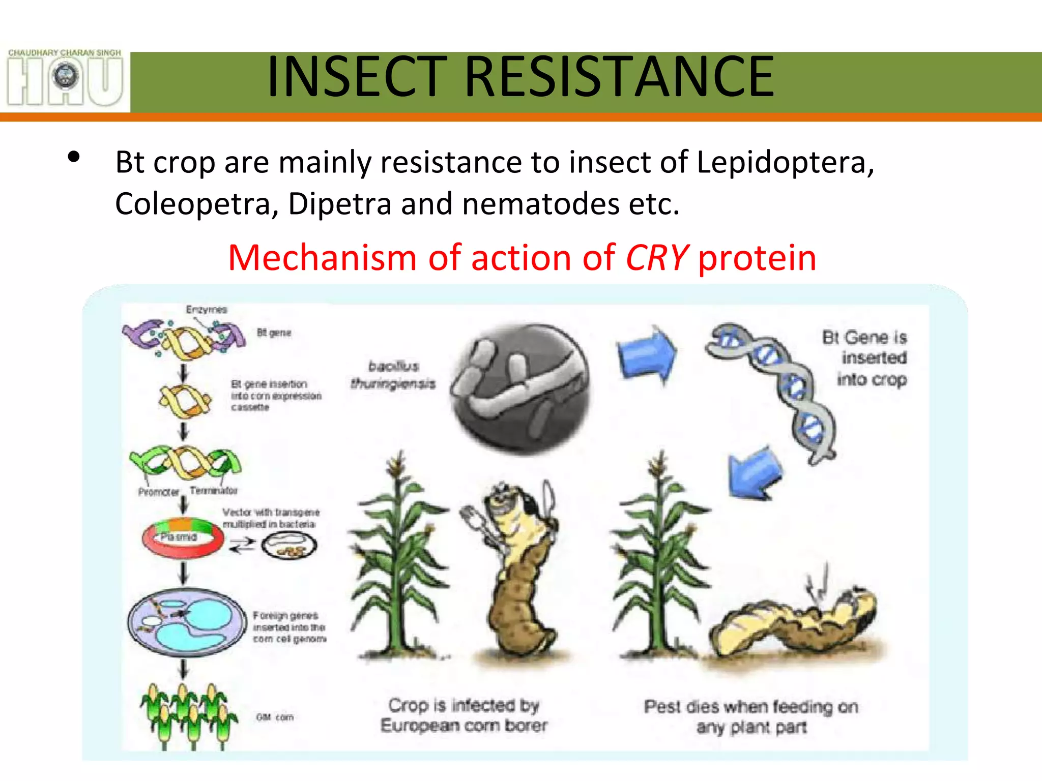 Transgenic plants.pptx