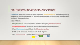 TRANSGENIC PLANTS OR GENETICALLY MODIFIED PLANTS .pptx