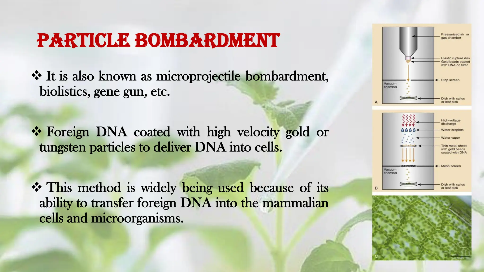 Transgenic plants , biotransformation and transgenesis | PDF