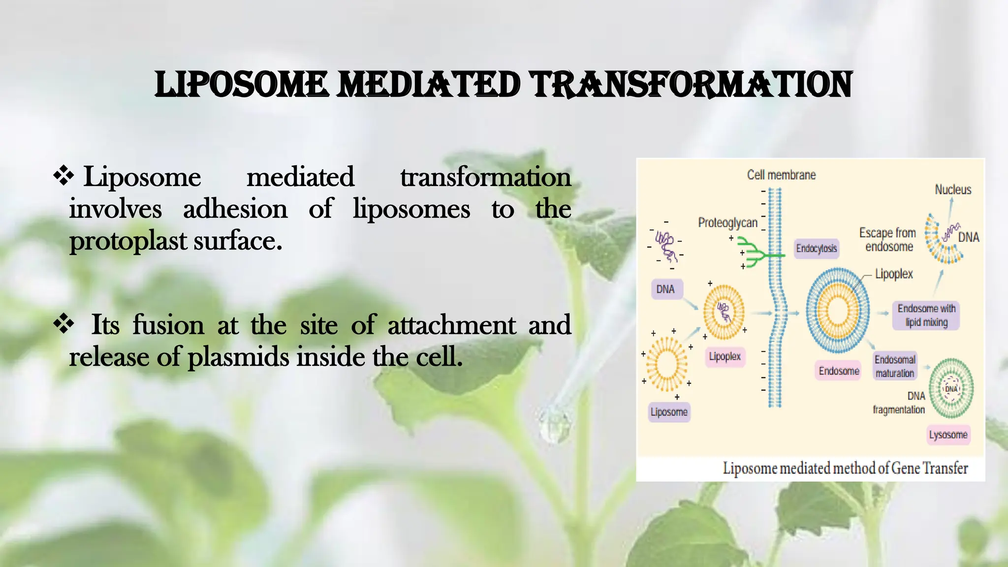 Transgenic plants , biotransformation and transgenesis | PDF