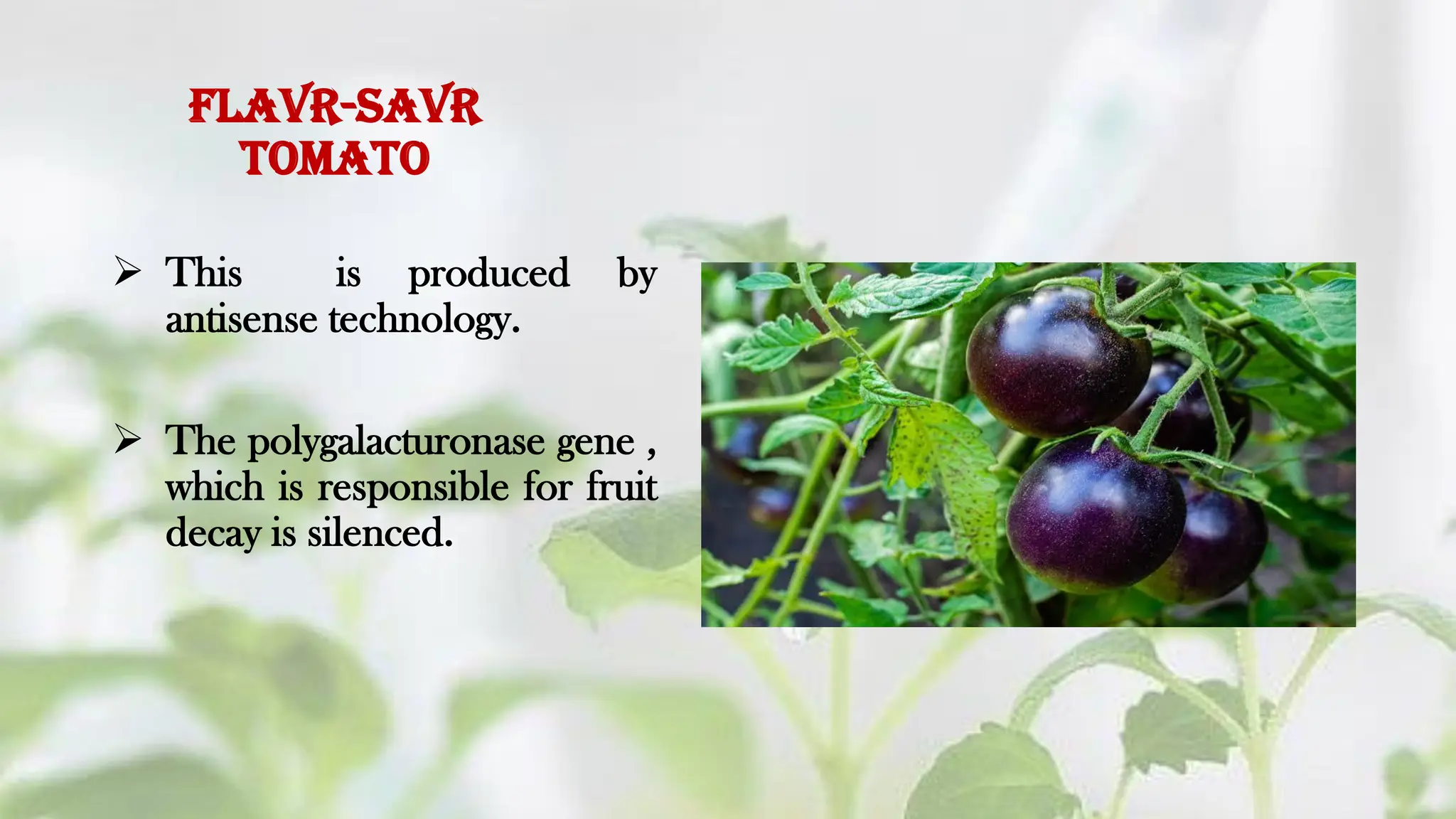 Transgenic plants , biotransformation and transgenesis | PDF