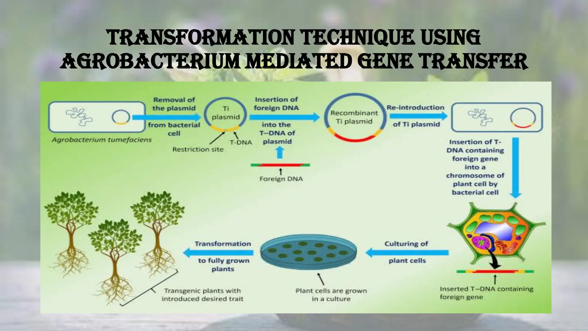 Transgenic plants , biotransformation and transgenesis | PDF