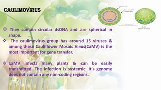 Transgenic plants , biotransformation and transgenesis | PDF