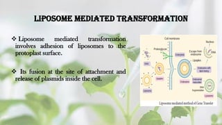 Transgenic plants , biotransformation and transgenesis | PDF