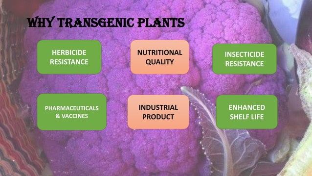 Transgenic plants , biotransformation and transgenesis | PDF