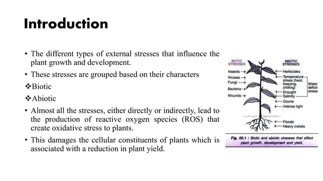 Transgenic plants- Abiotic stress tolerance | PPTX