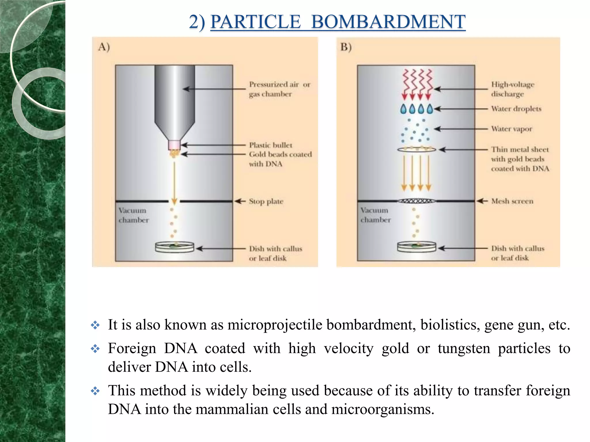Transgenic plants ppt | PPTX