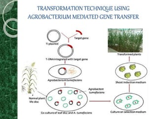 How To Make Transgenic Plants