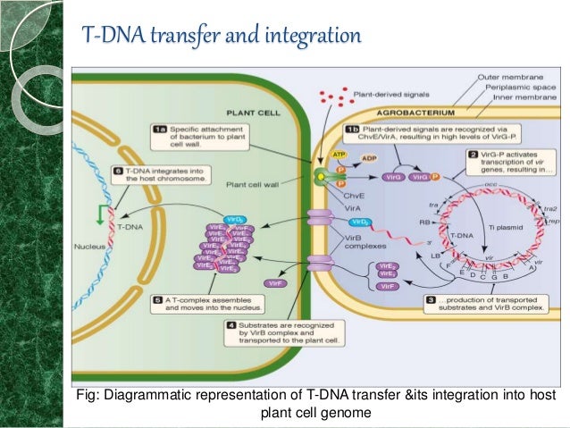 Transgenic plants ppt